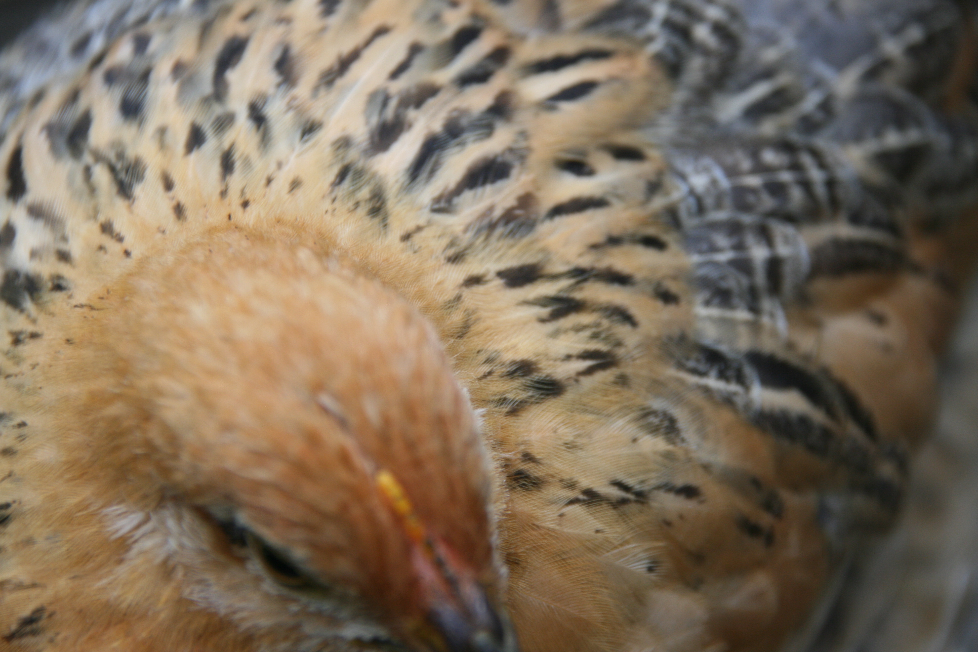 High QualityFeather Textures Head Feathers Chicken Texture High
