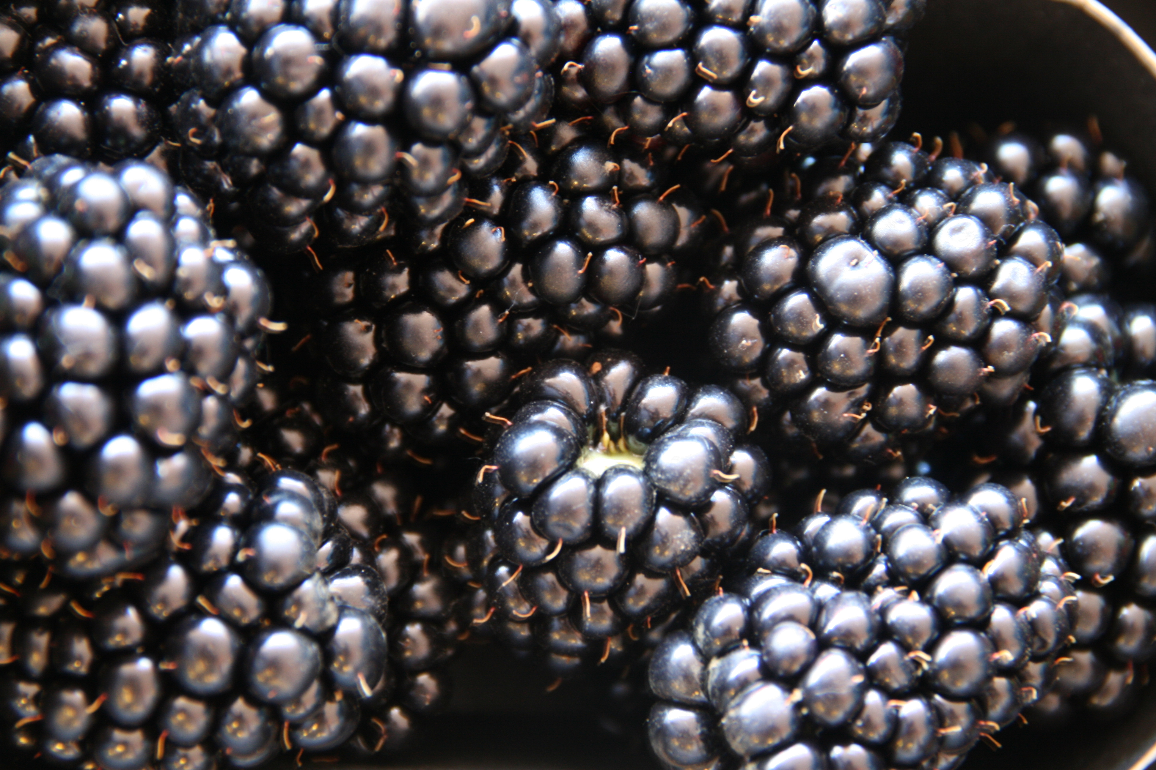 High QualityBerry Textures - Blackberry Fruit Textures | High Quality ...