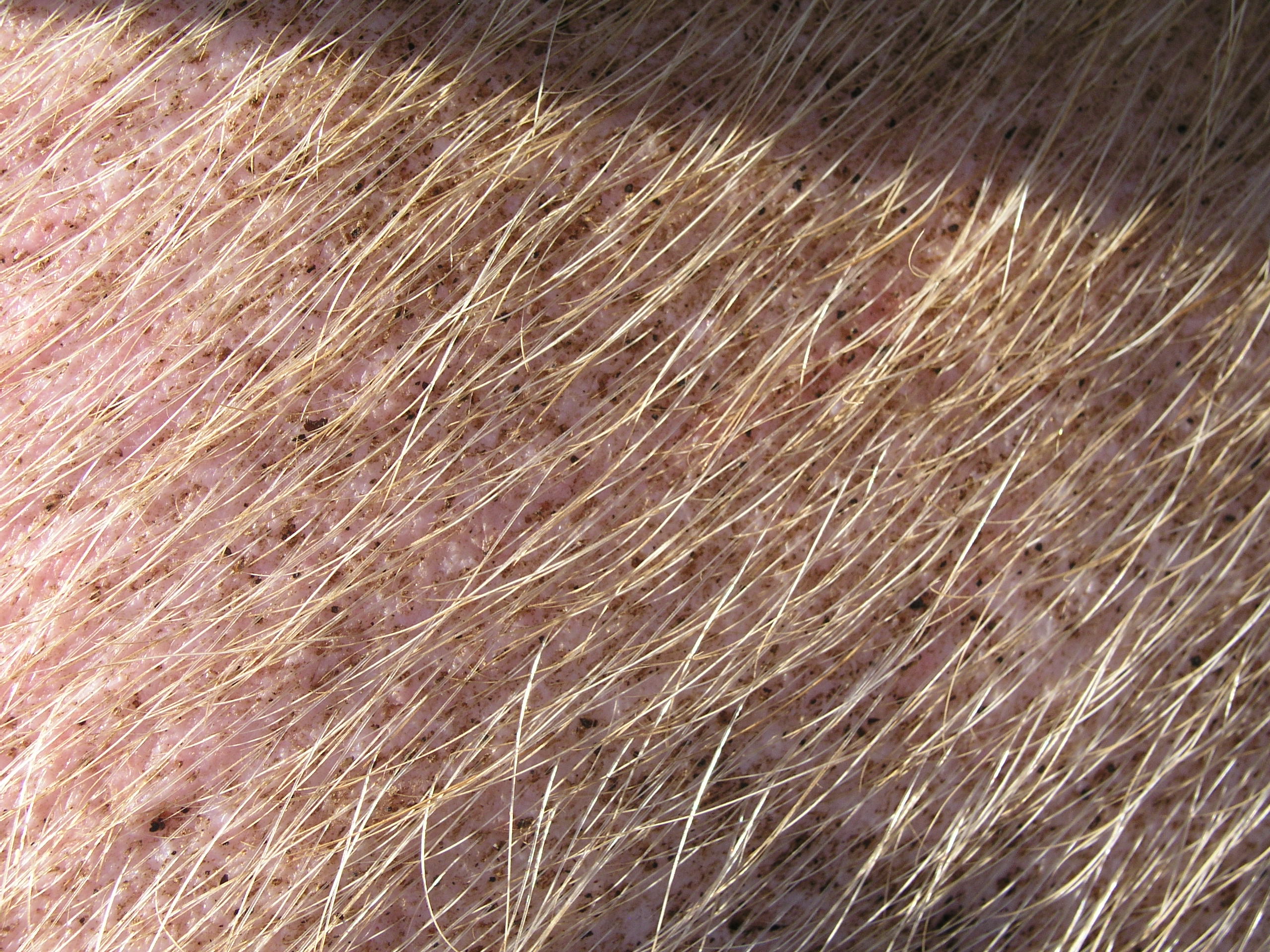 High QualityFur Textures - Pig Fur Textures | High Quality Textures