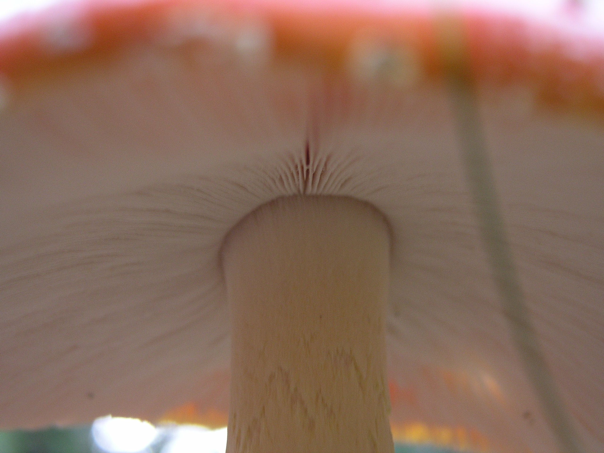 Stem Texture