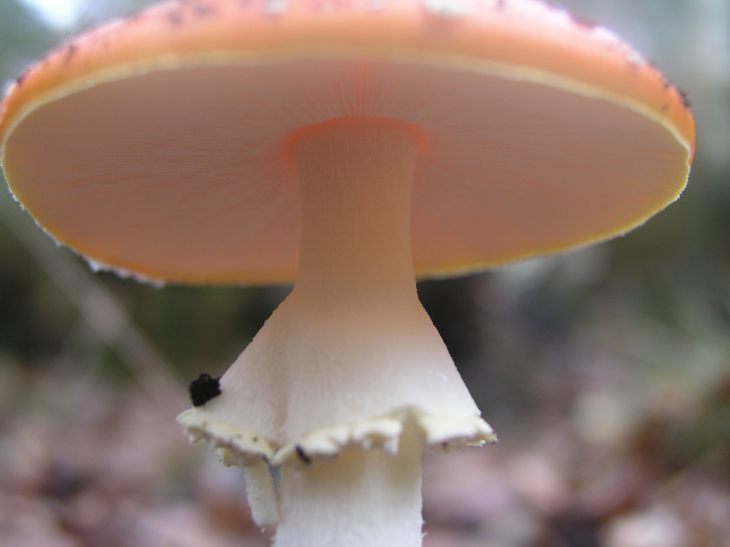 Stem Texture