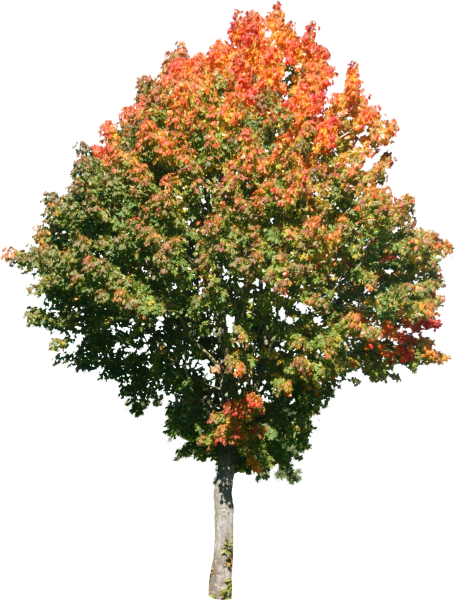 High QualityFlora PNG Textures - Maple Tree PNG Textures | High Quality ...