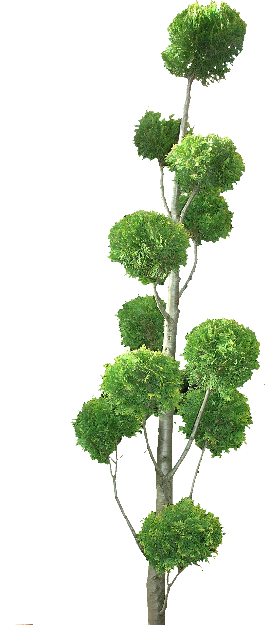 High Qualityflora Png Textures Maple Tree Png Textures High Quality ...