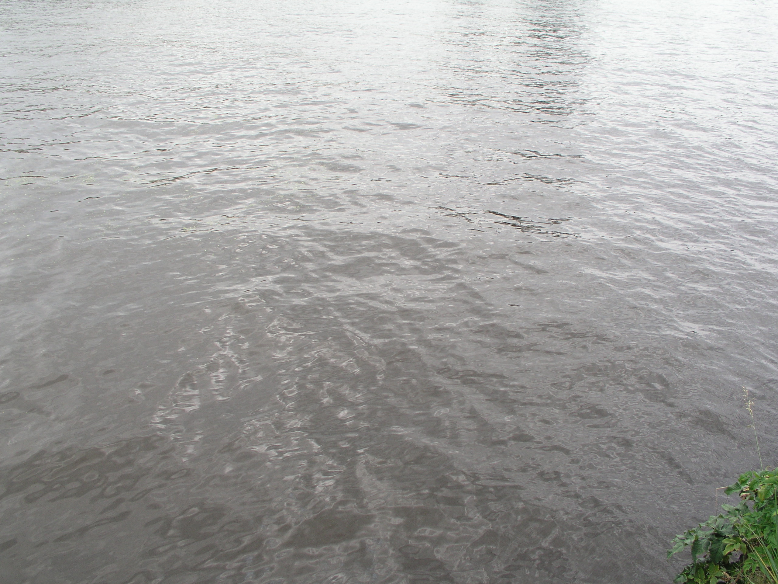 Pond Water Texture